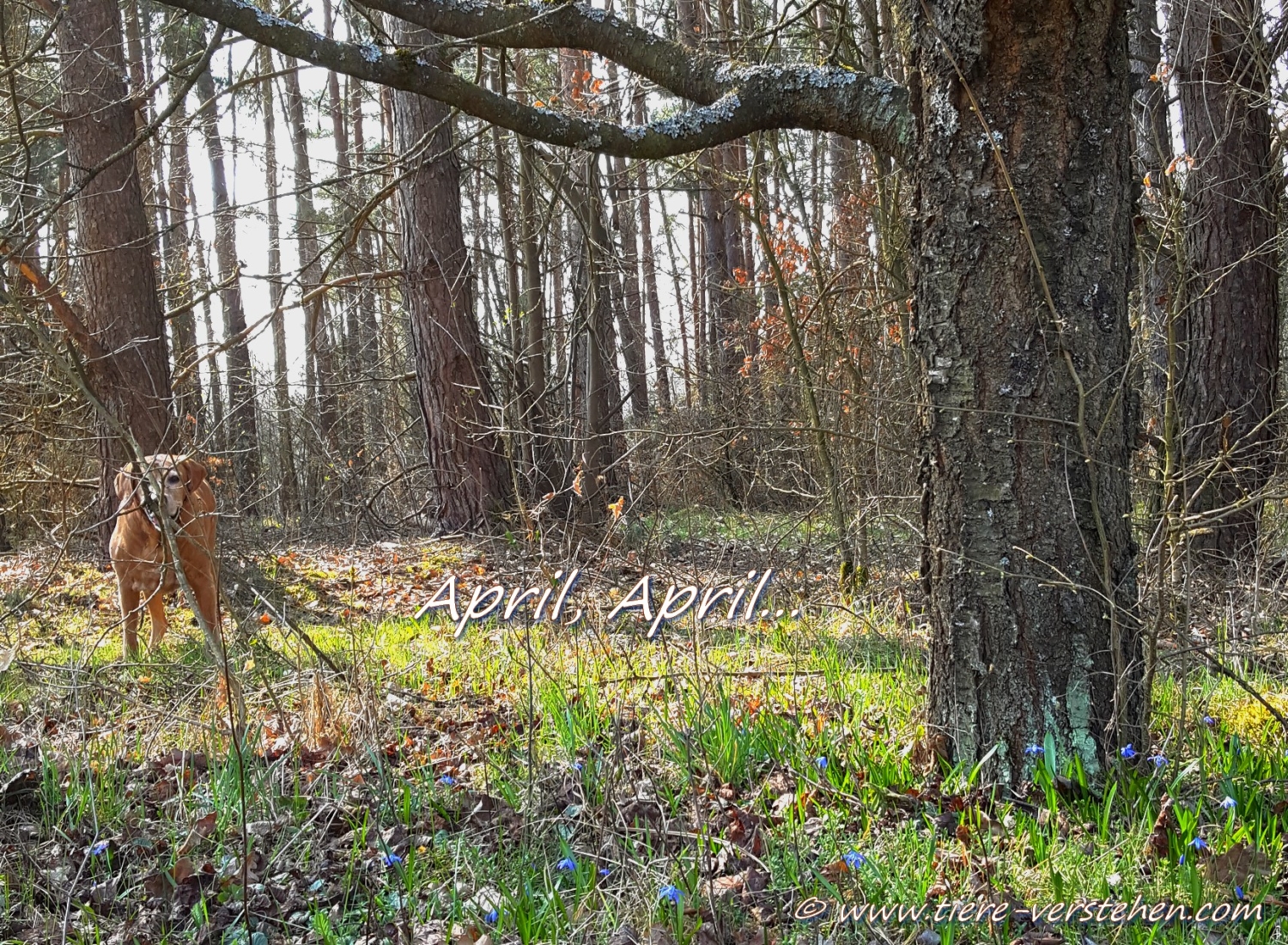 April, April… – Tiere-Verstehen.com – Tierkommunikation ...