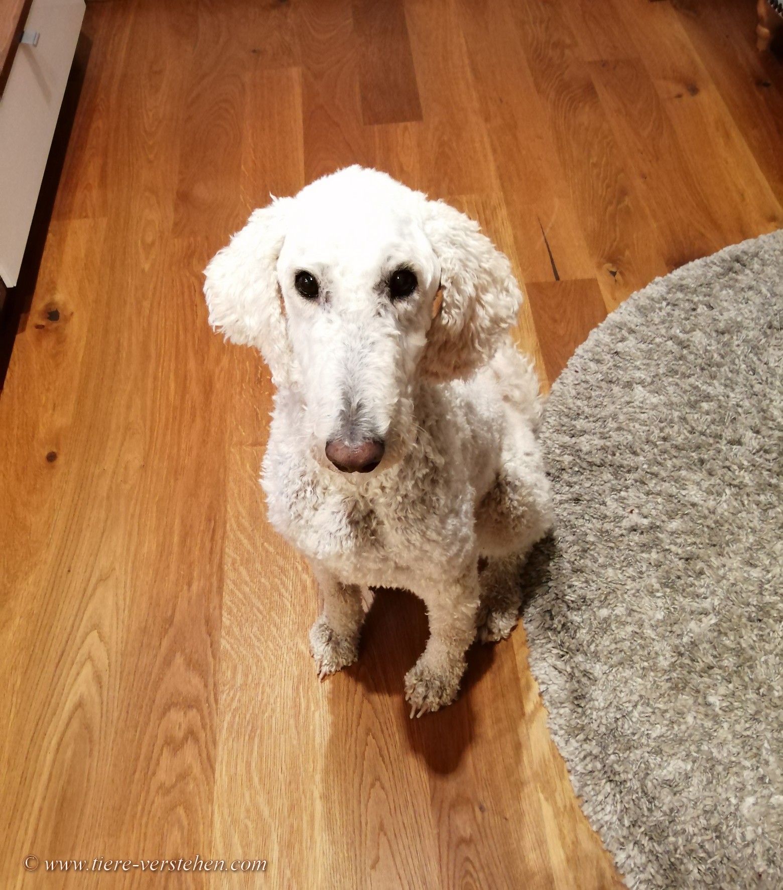 Sam... - Tierkommunikation und Energetik