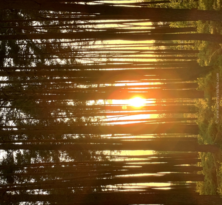 Spirituelles Erwachen... - Tierkommunikation und Energetik