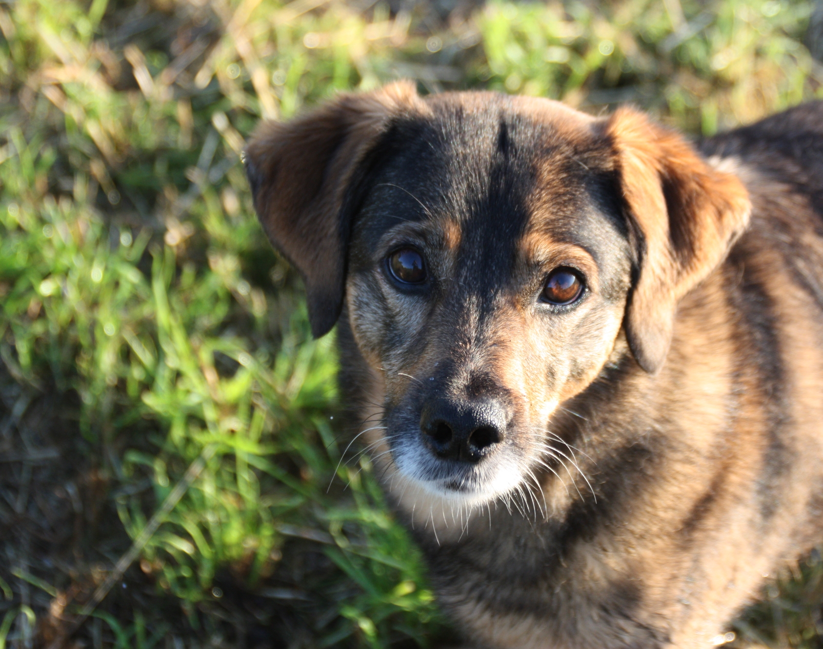 Luna... - Tierkommunikation und Energetik