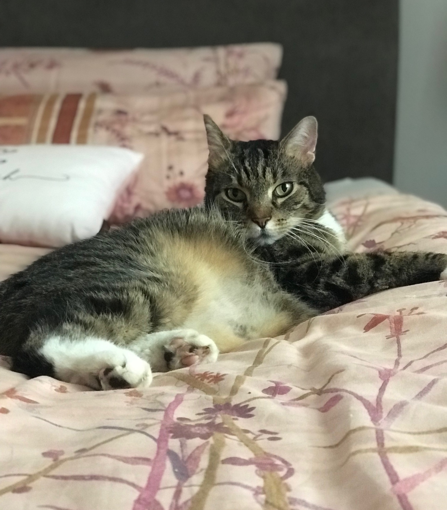 Sam... - Tierkommunikation und Energetik